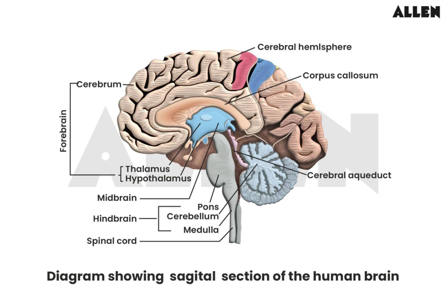 Brain: Structure, Function and Location of Pituitary Gland in Brain