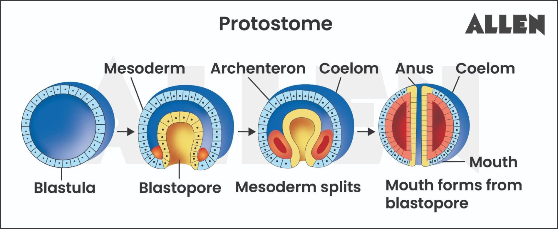 Coelom: Types, Evolution, Structure & Importance
