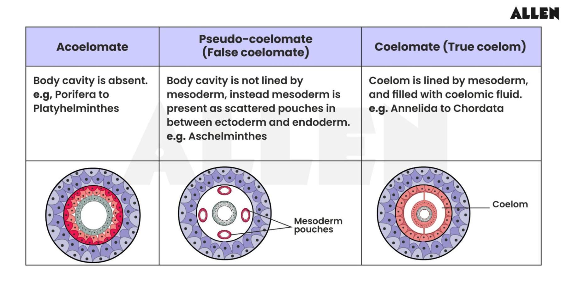 Coelom: Types, Evolution, Structure & Importance