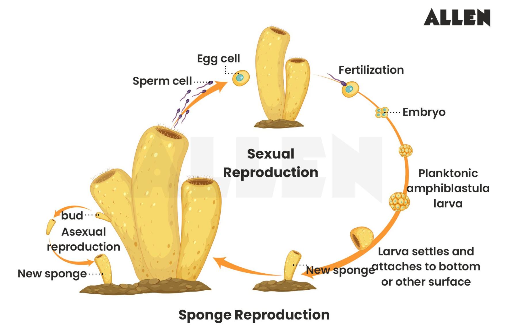 Spongilla: Definition, Classification, Reproduction