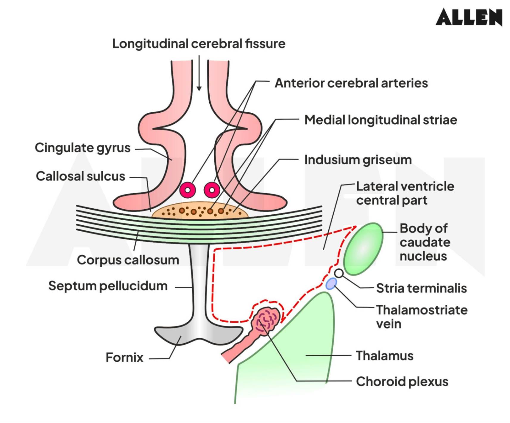 Corpus Callosum: Anatomy, Diagram, Corpus Callosum Function