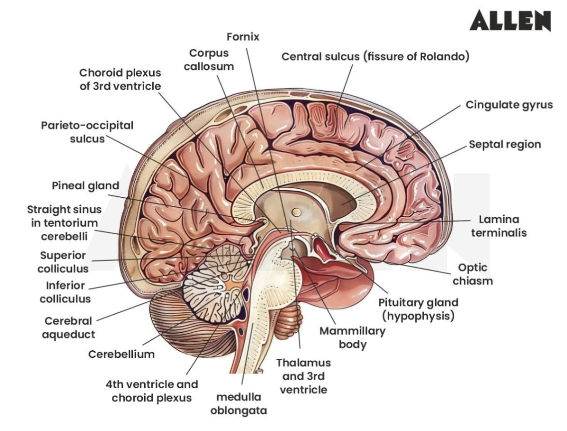 Parts Of Corpus Callosum Week02