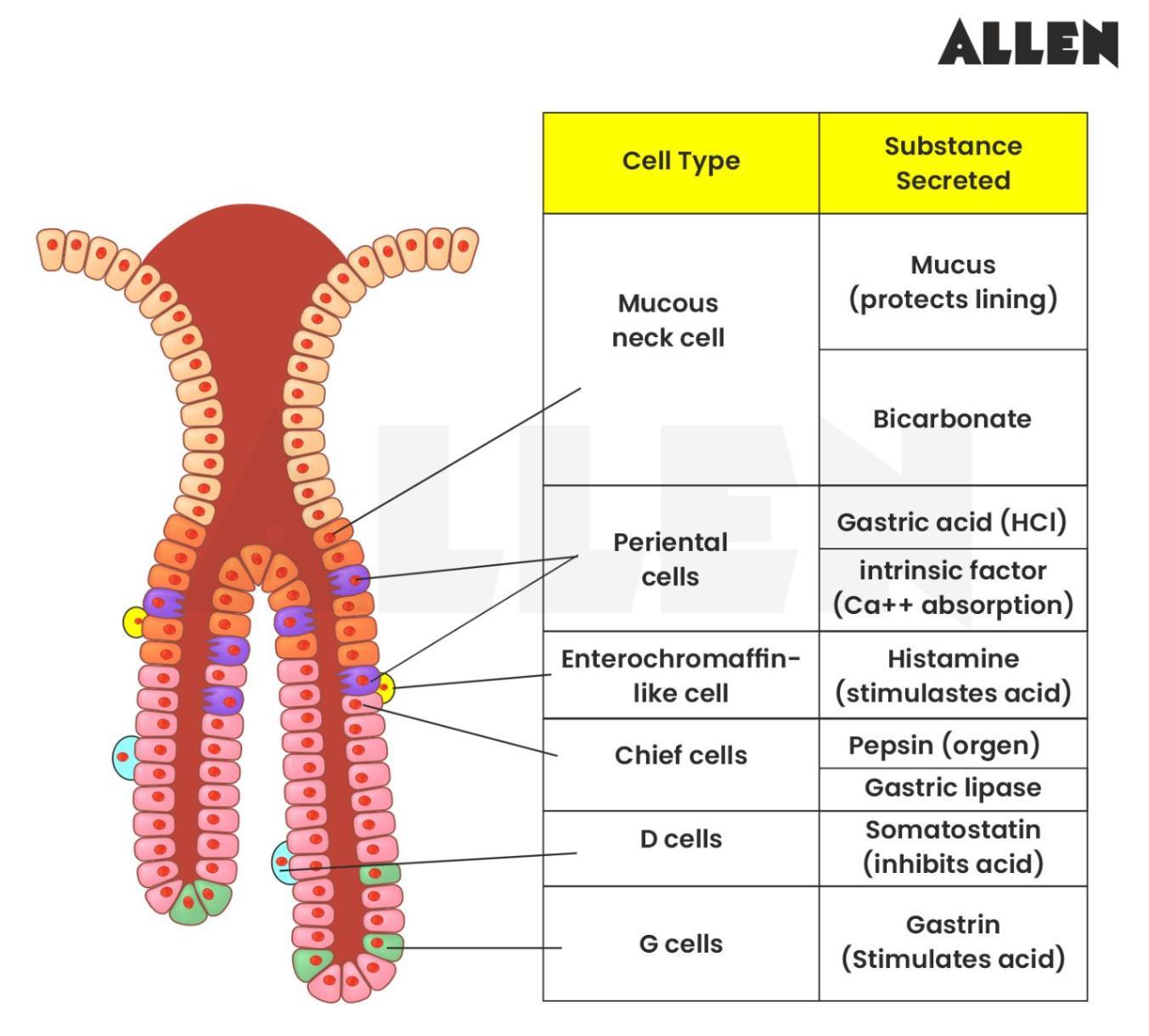 Pepsin: Definition, Parts of the Stomach, Function & Uses