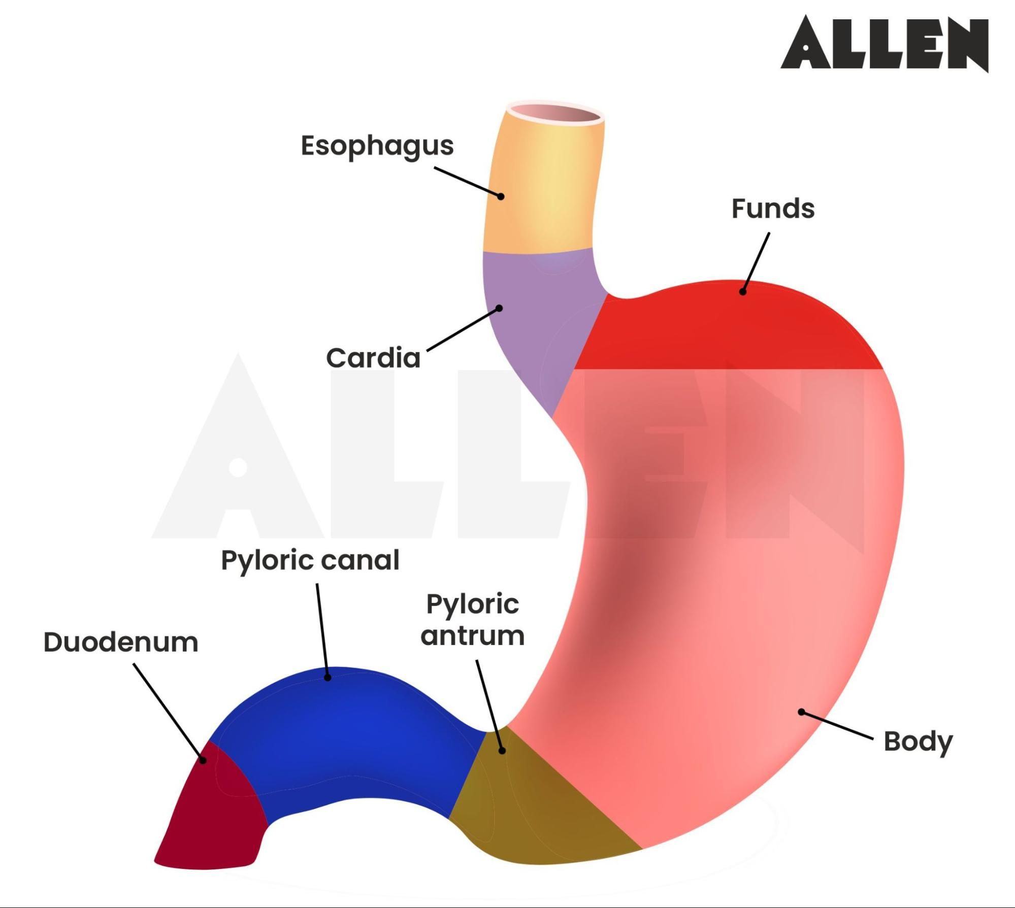 Pepsin: Definition, Parts of the Stomach, Function & Uses