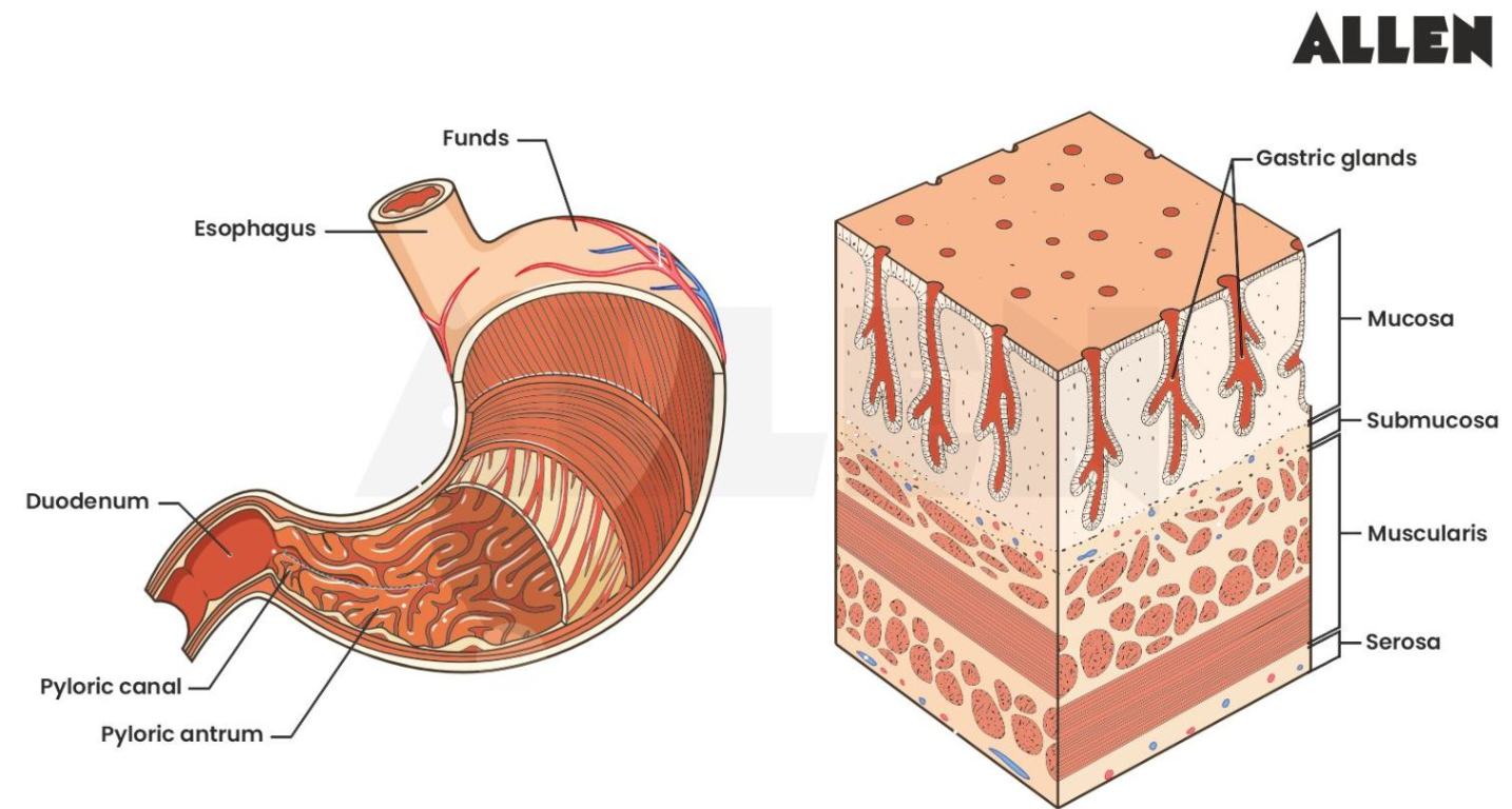 Pepsin: Definition, Parts of the Stomach, Function & Uses