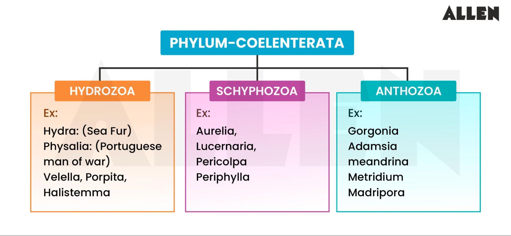 Polymorphism in Coelenterata: Classification, Characteristics ...