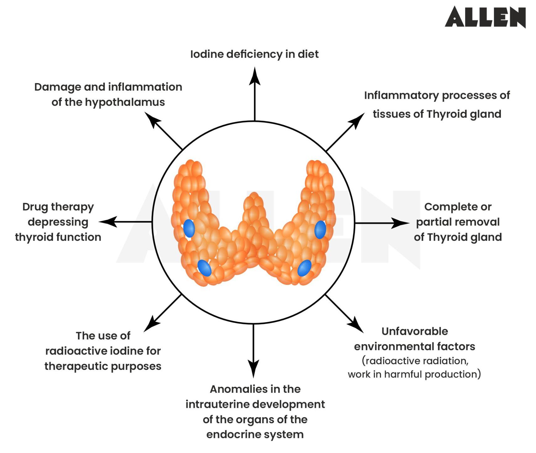 Thyroid Gland: Anatomy, Structure, Function & Disorders