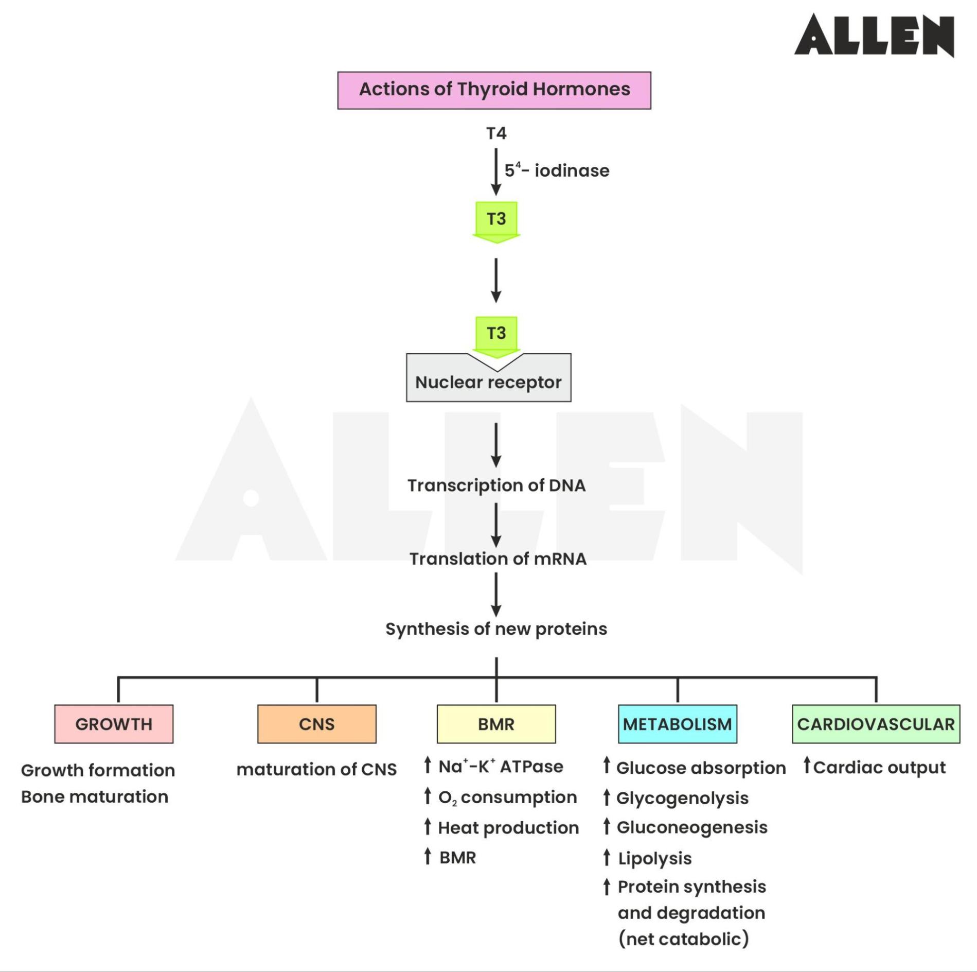 Thyroid Gland: Anatomy, Structure, Function & Disorders