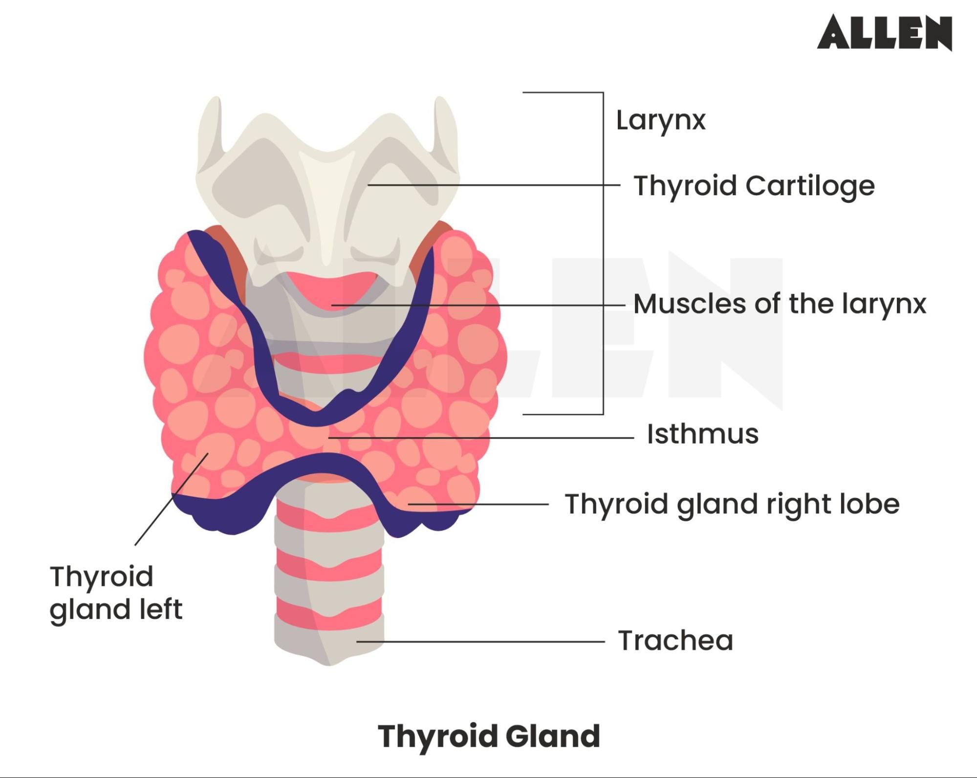 Thyroid Gland: Anatomy, Structure, Function & Disorders