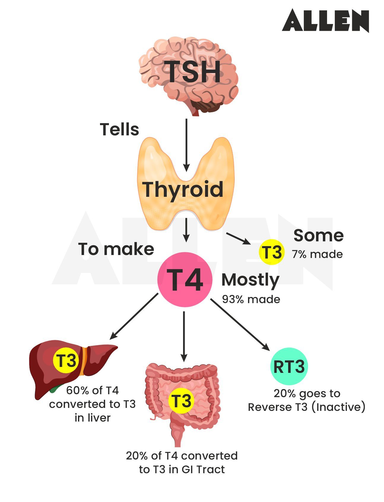 Thyroid Gland: Anatomy, Structure, Function & Disorders