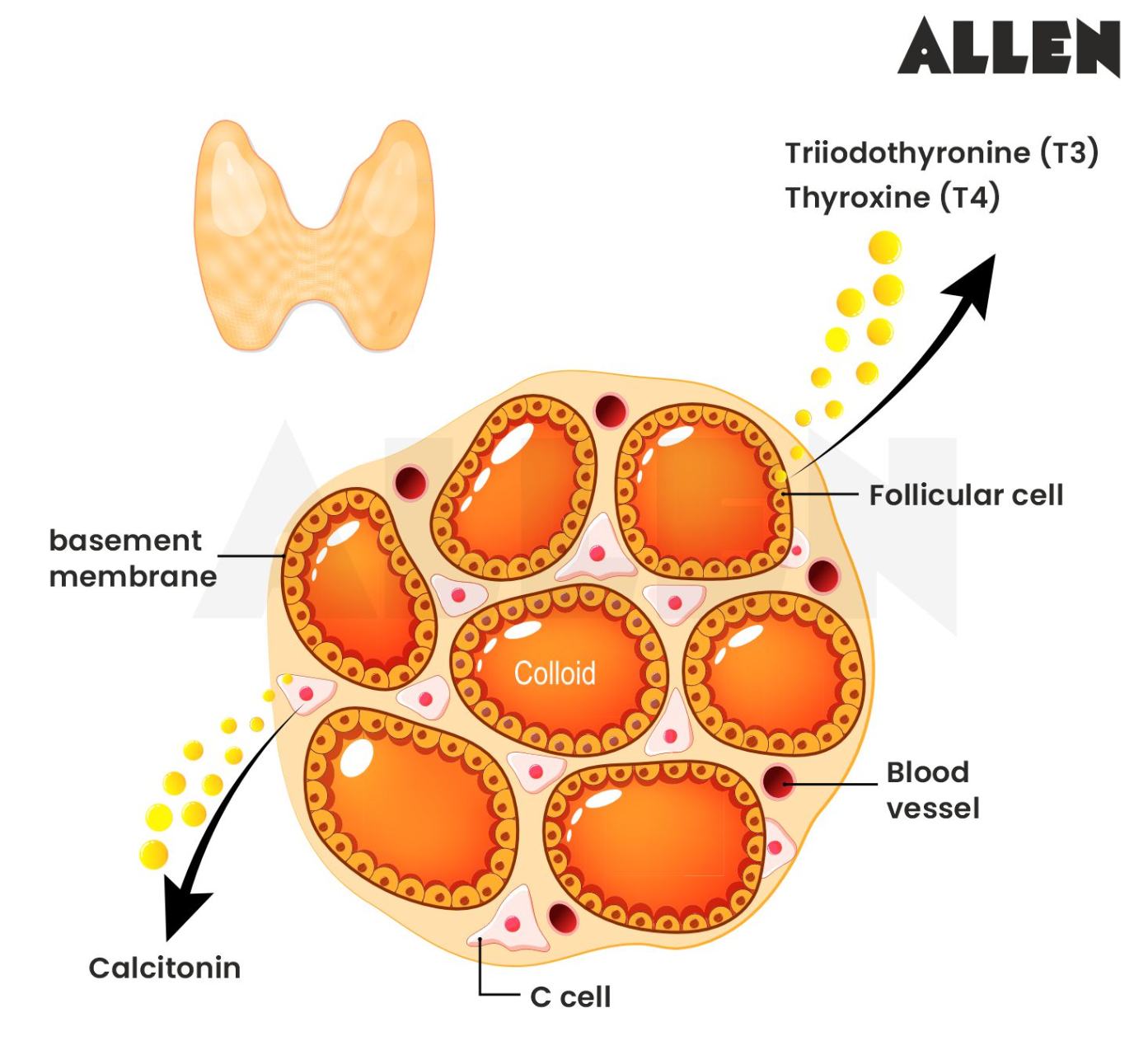 Thyroid Gland: Anatomy, Structure, Function & Disorders