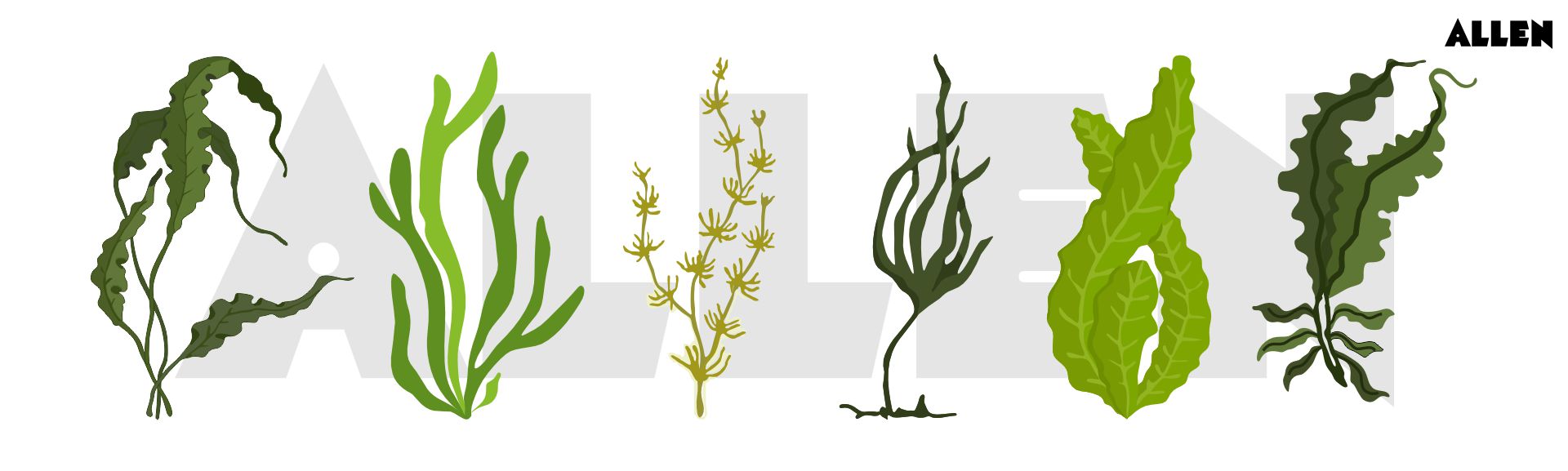 The Economic Importance of Algae