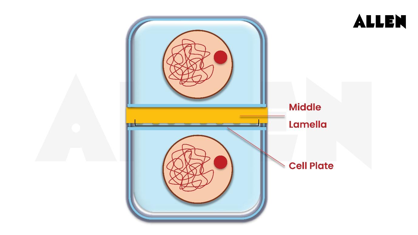 Cell Cycle and Cell Division: Mitosis, Meiosis, Cytokinesis and ...