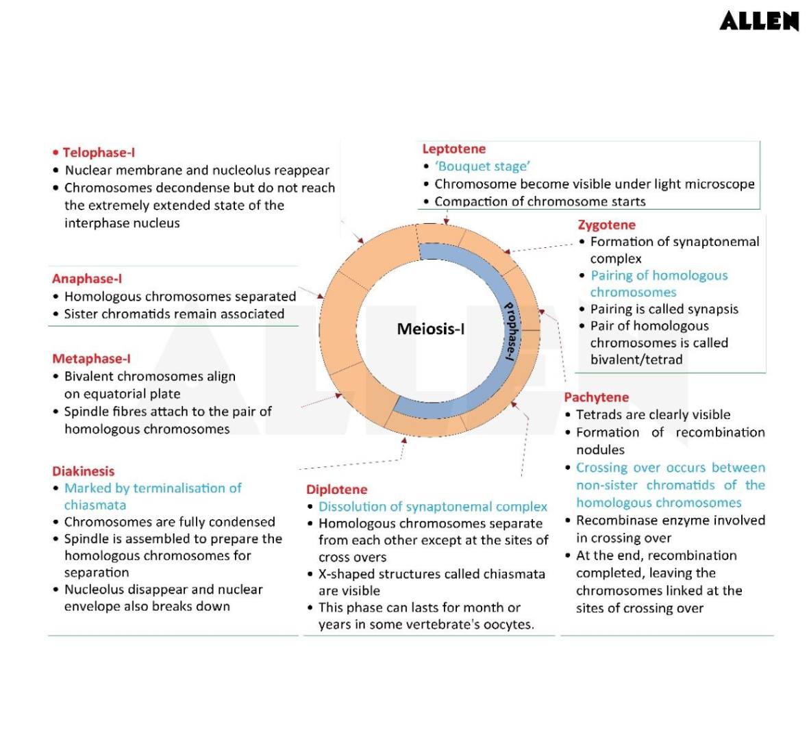 Quia Phases Of Mitosis Meiosis