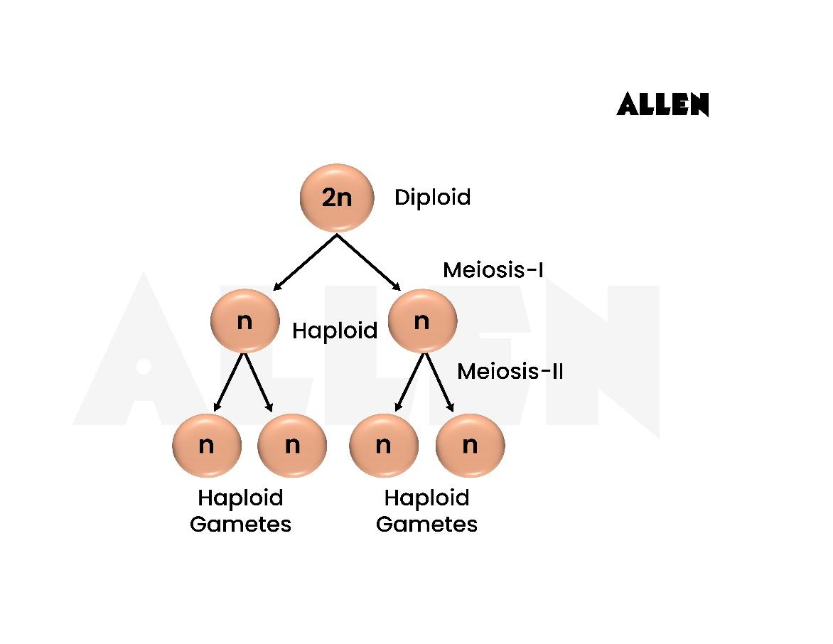 Cell Cycle and Cell Division: Mitosis, Meiosis, Cytokinesis and ...
