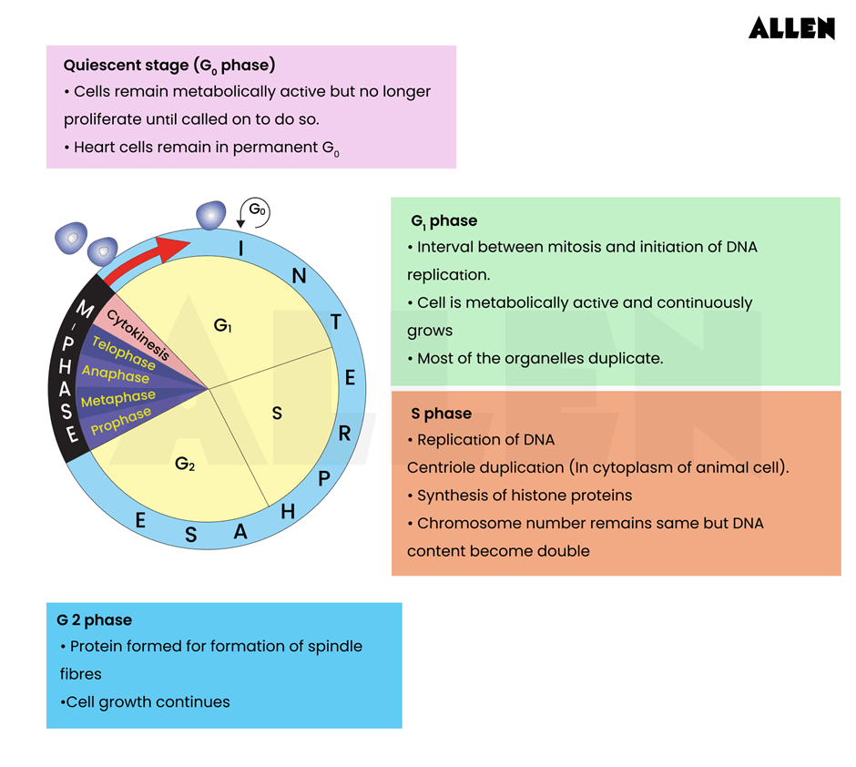 Phases Of Cell Cycle Cell Cycle Regulation
