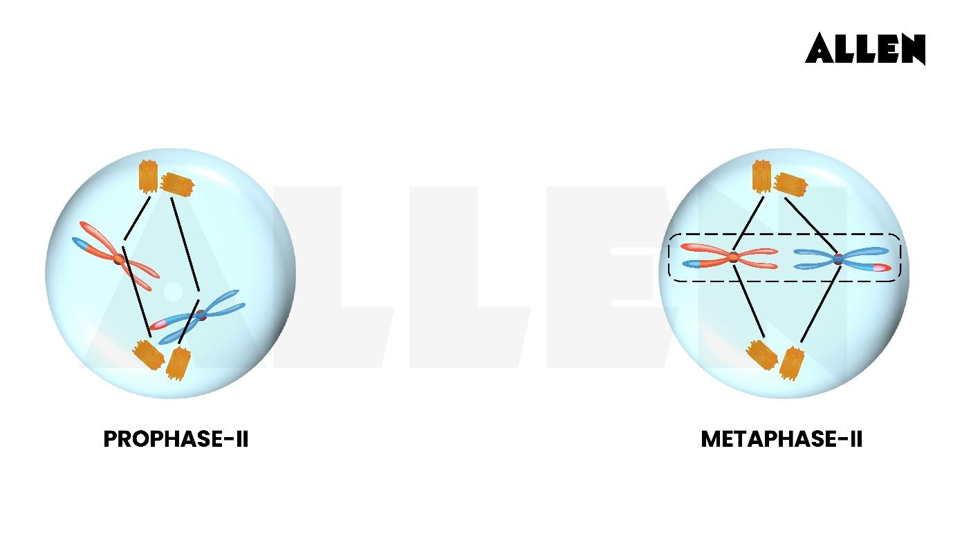 Cell Cycle and Cell Division: Mitosis, Meiosis, Cytokinesis and ...
