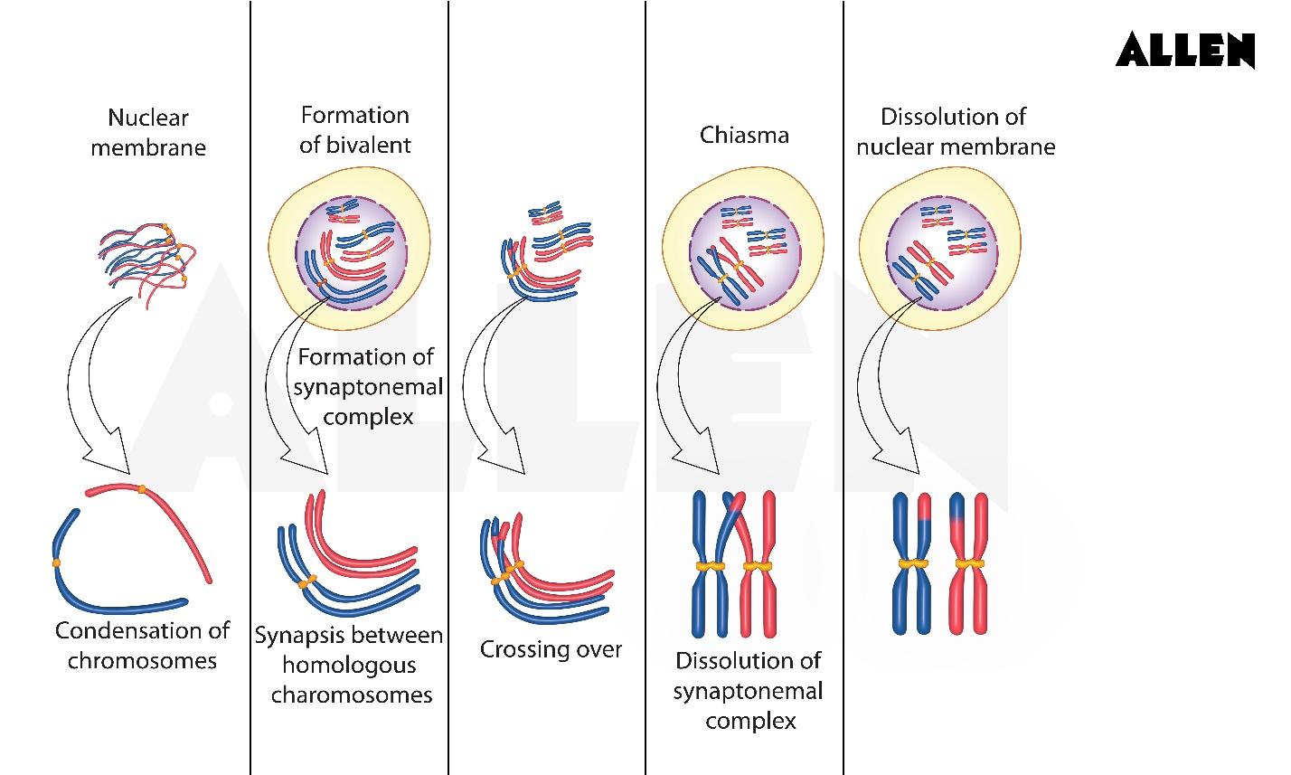 Cell Cycle and Cell Division: Mitosis, Meiosis, Cytokinesis and ...