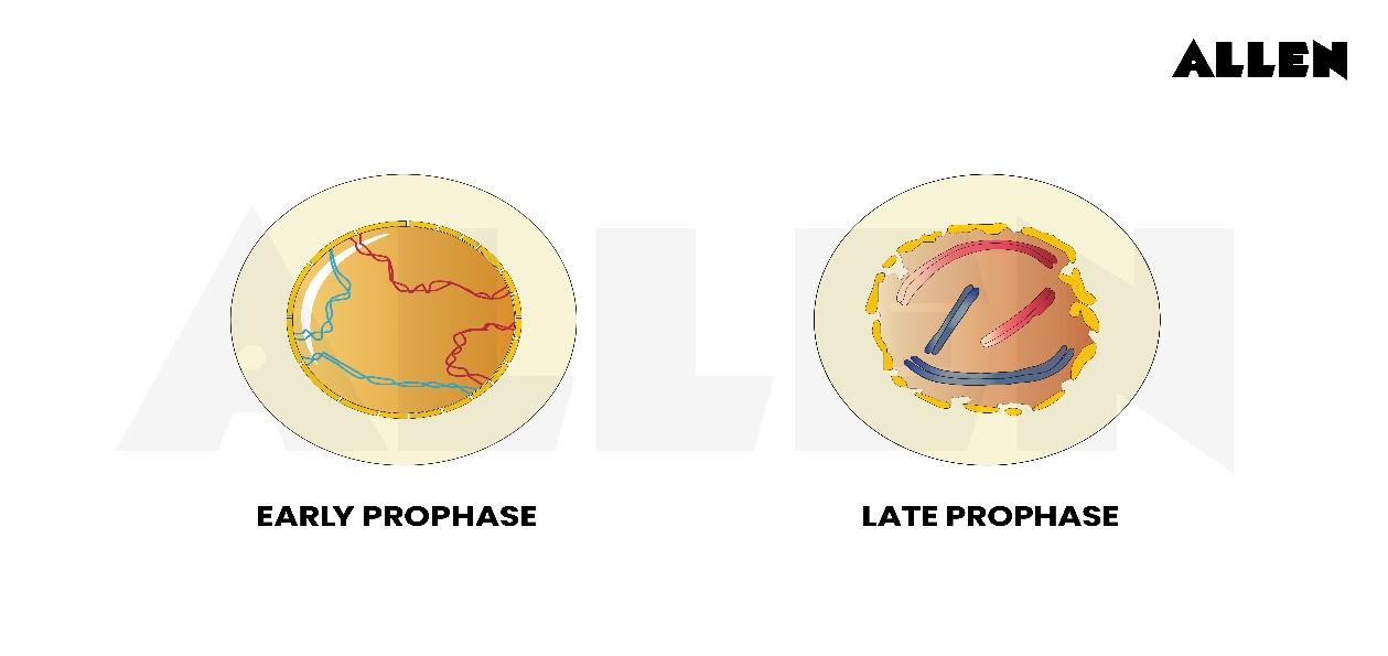 Cell Cycle and Cell Division: Mitosis, Meiosis, Cytokinesis and ...