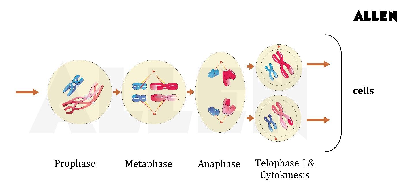 Cell Cycle and Cell Division: Mitosis, Meiosis, Cytokinesis and Significance