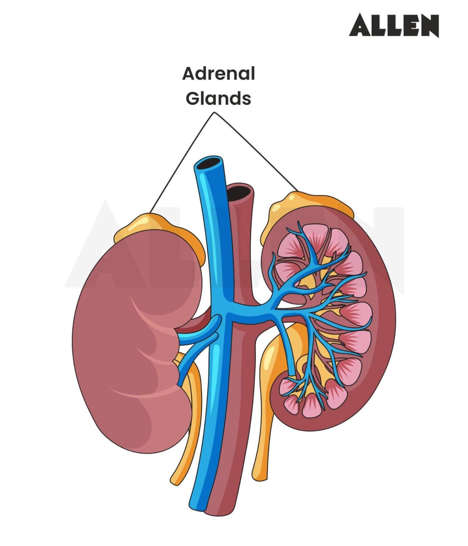 Chemical Coordination And Integration: Endocrine System and Properties ...