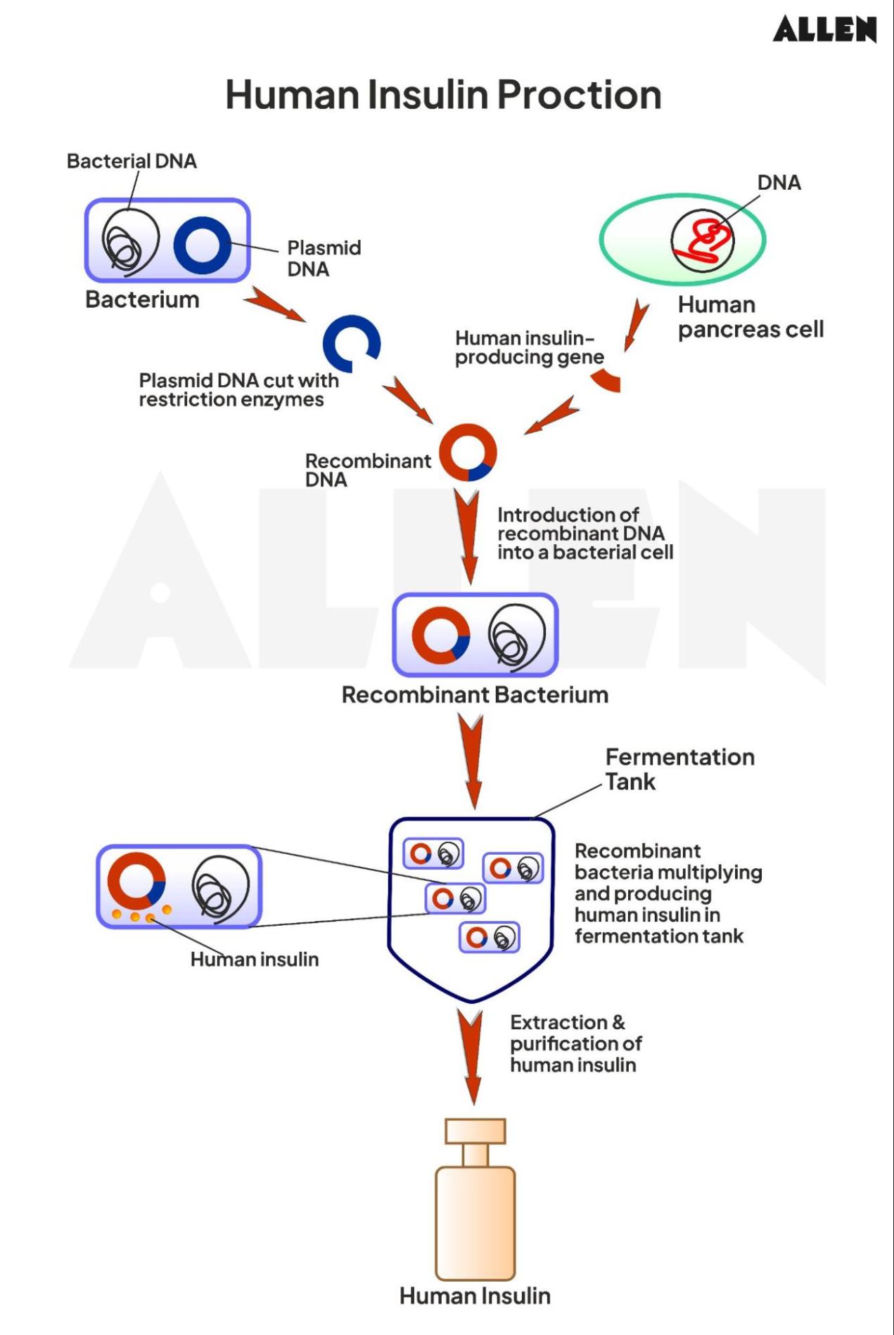 Genetically Engineered Insulin: Definition, Production & Types