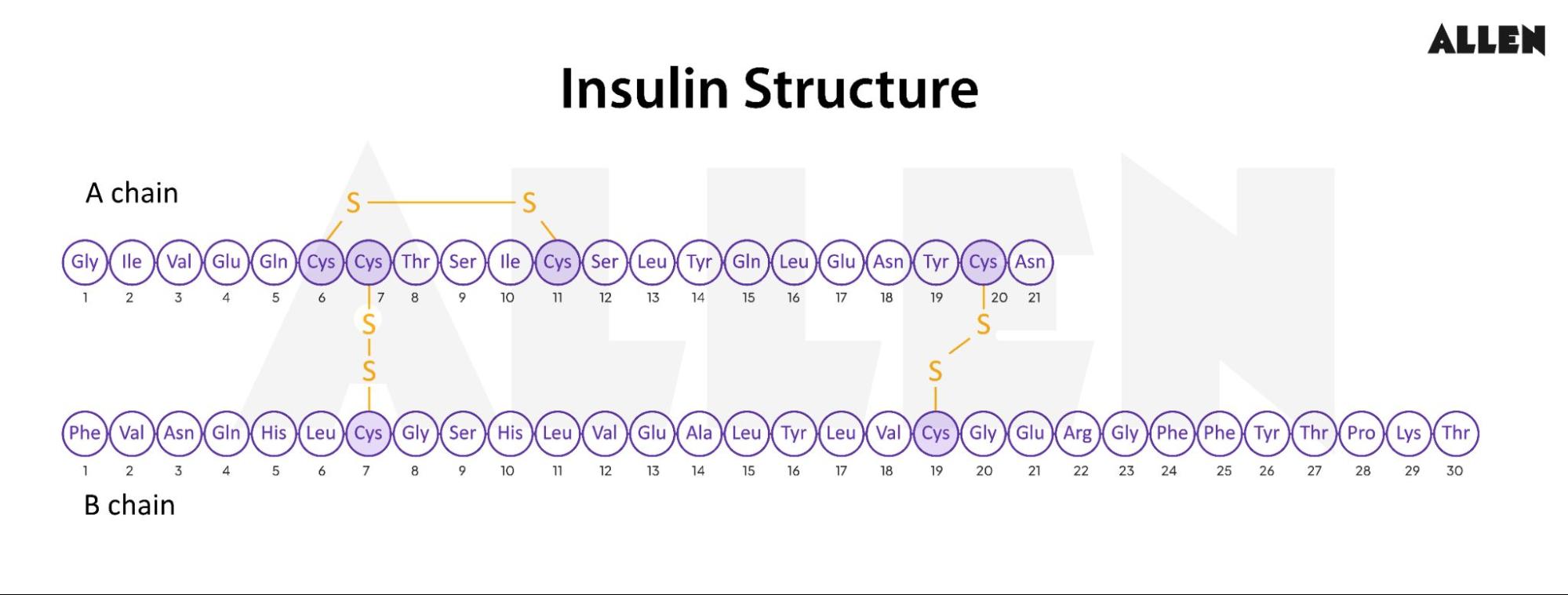Genetically Engineered Insulin: Definition, Production & Types