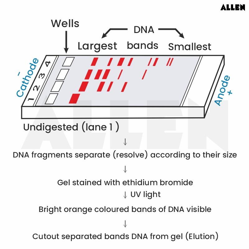 Biotechnology: Tools, Principles and Processes