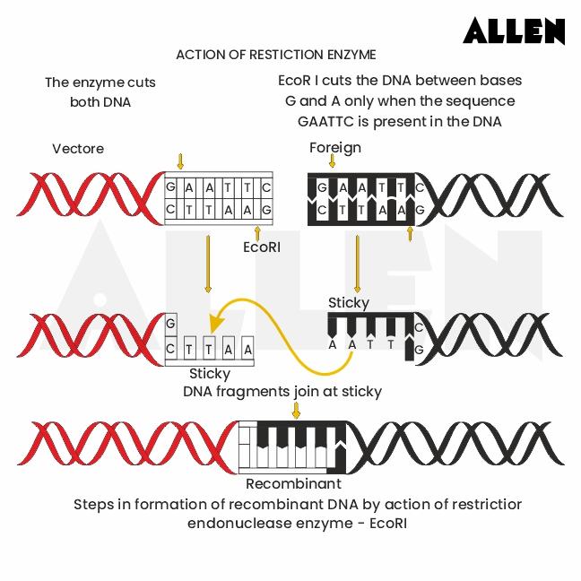 Biotechnology: Tools, Principles and Processes