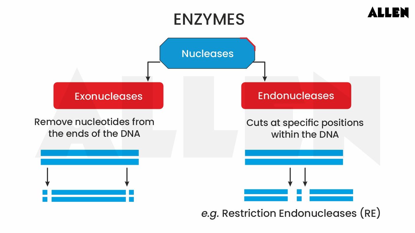 Biotechnology Principles and Processes Explained Simply