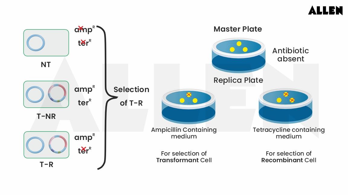Biotechnology: Tools, Principles and Processes