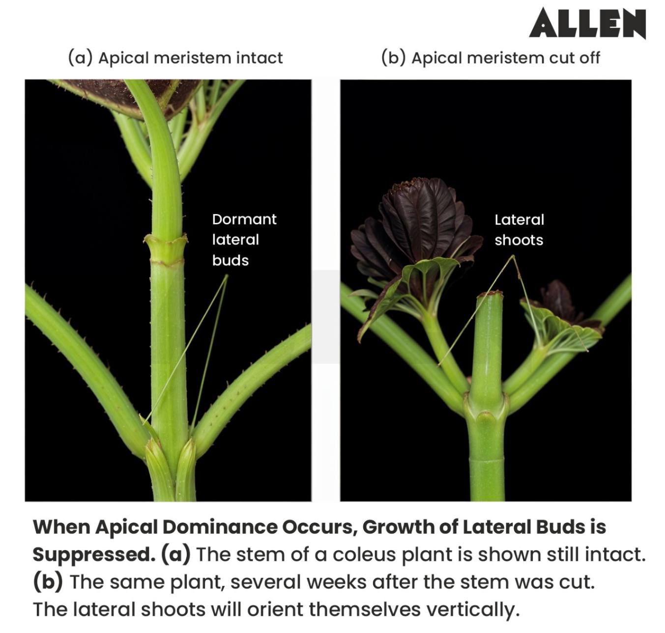 Cytokinins: Synthesis, Types and Physiological Effects