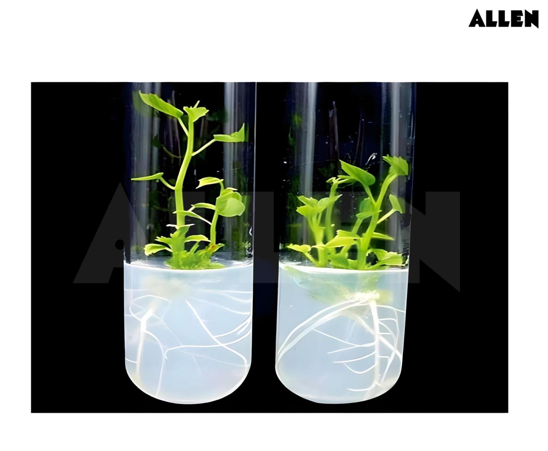 Cytokinins: Synthesis, Types and Physiological Effects