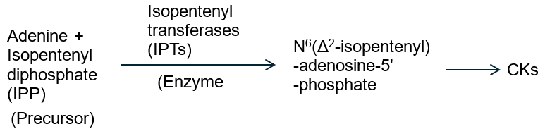 Cytokinins: Synthesis, Types and Physiological Effects