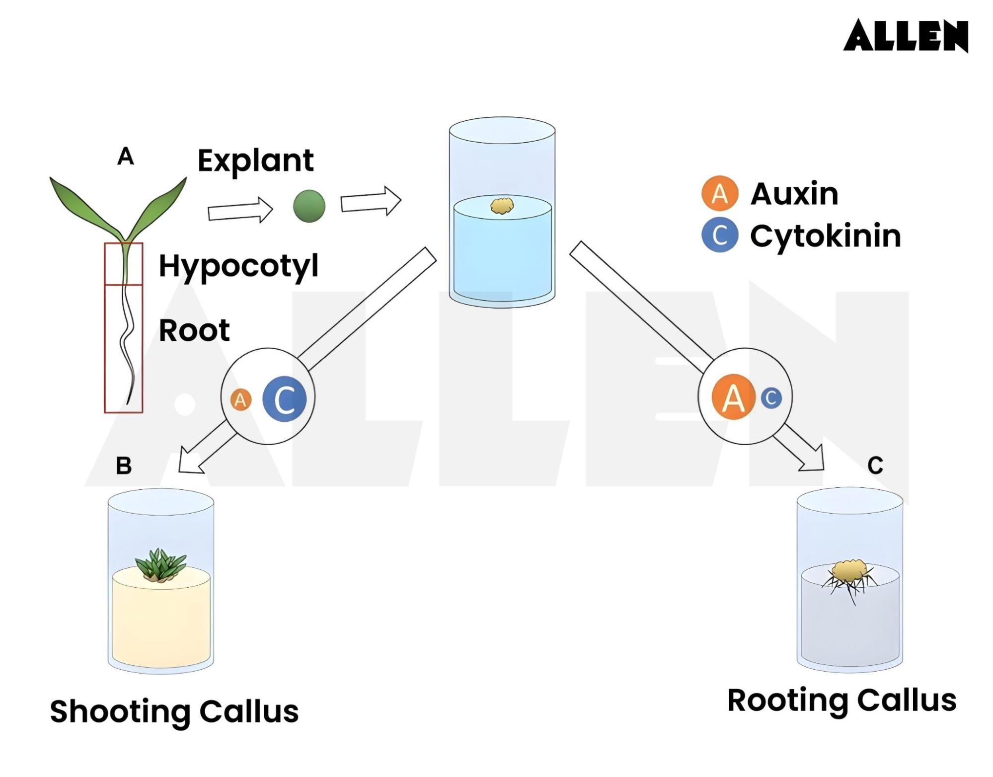 Cytokinins: Synthesis, Types and Physiological Effects
