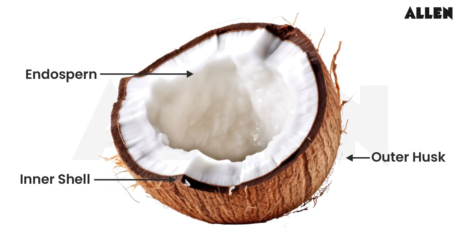 Endosperm: Definition ,Types and Functions