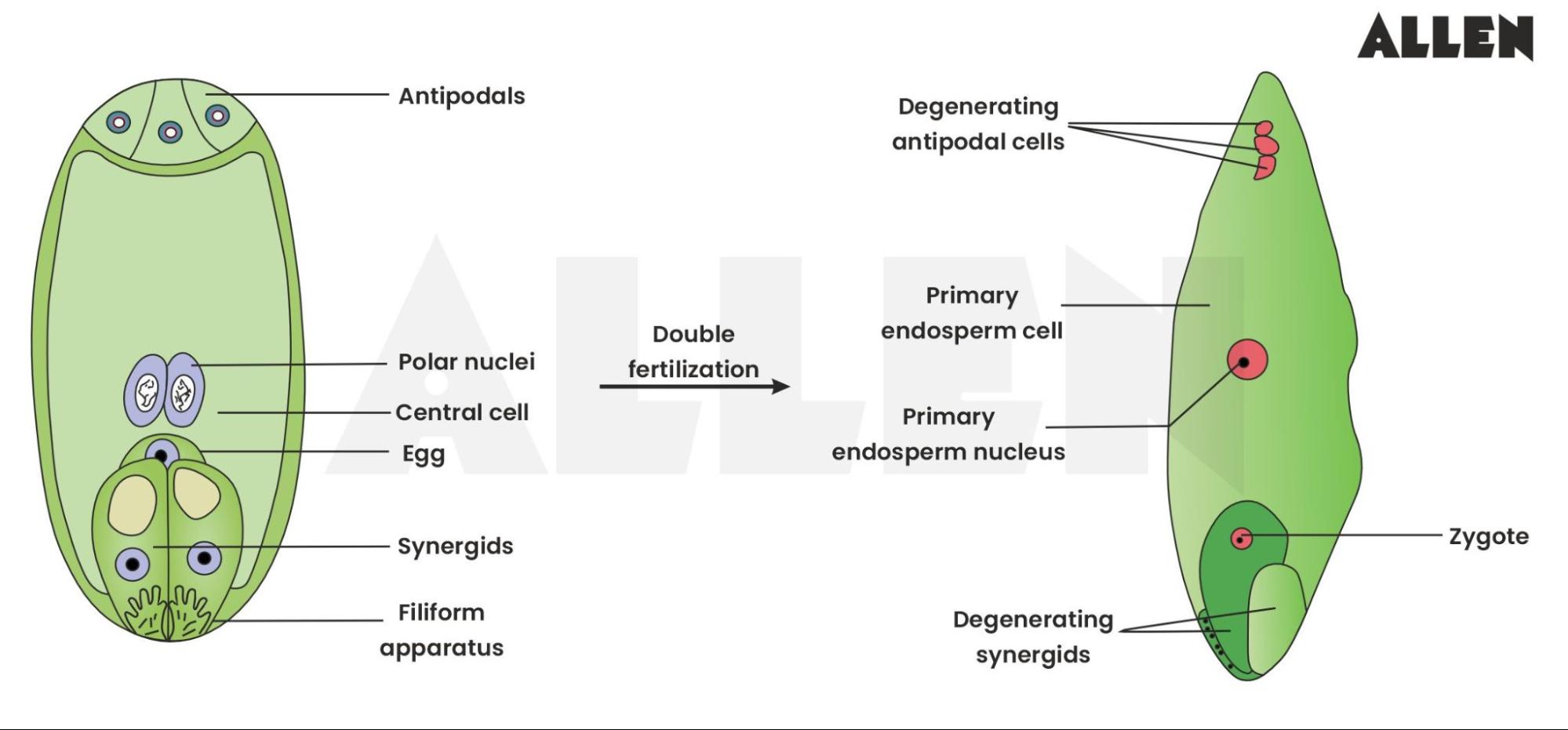 Endosperm: Definition ,Types and Functions