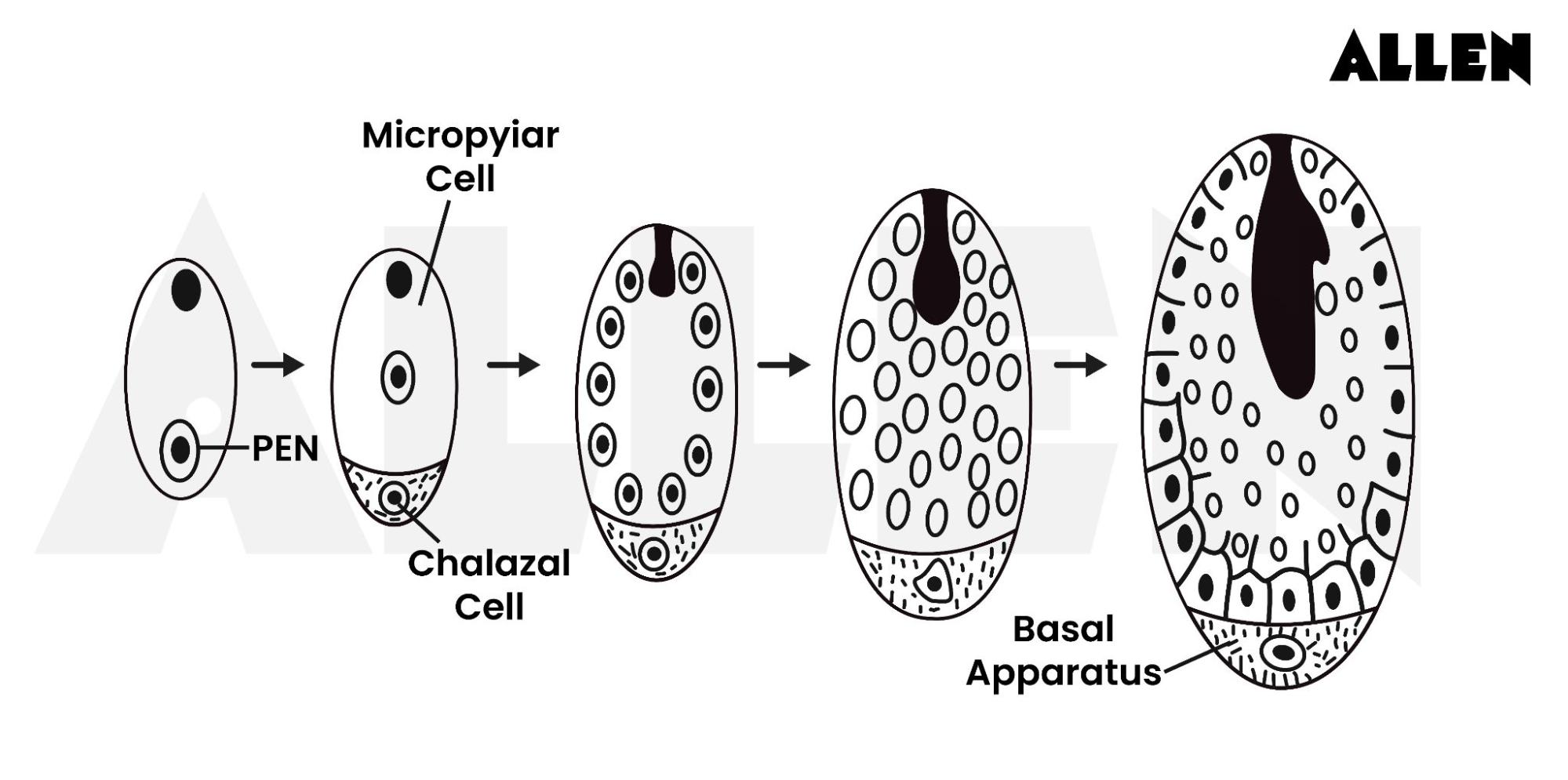 Endosperm: Definition ,Types and Functions