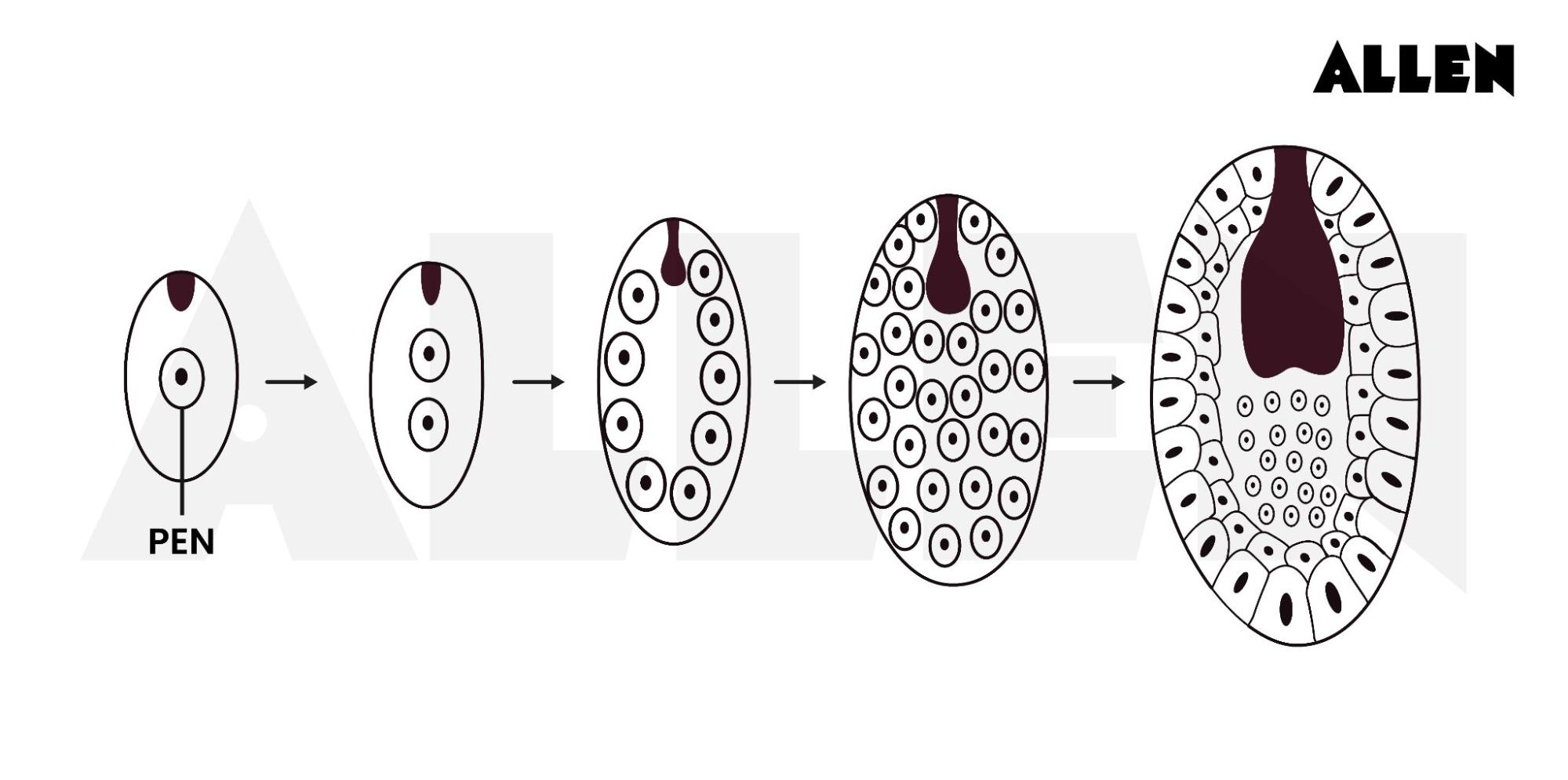 Endosperm Definition Types And Functions