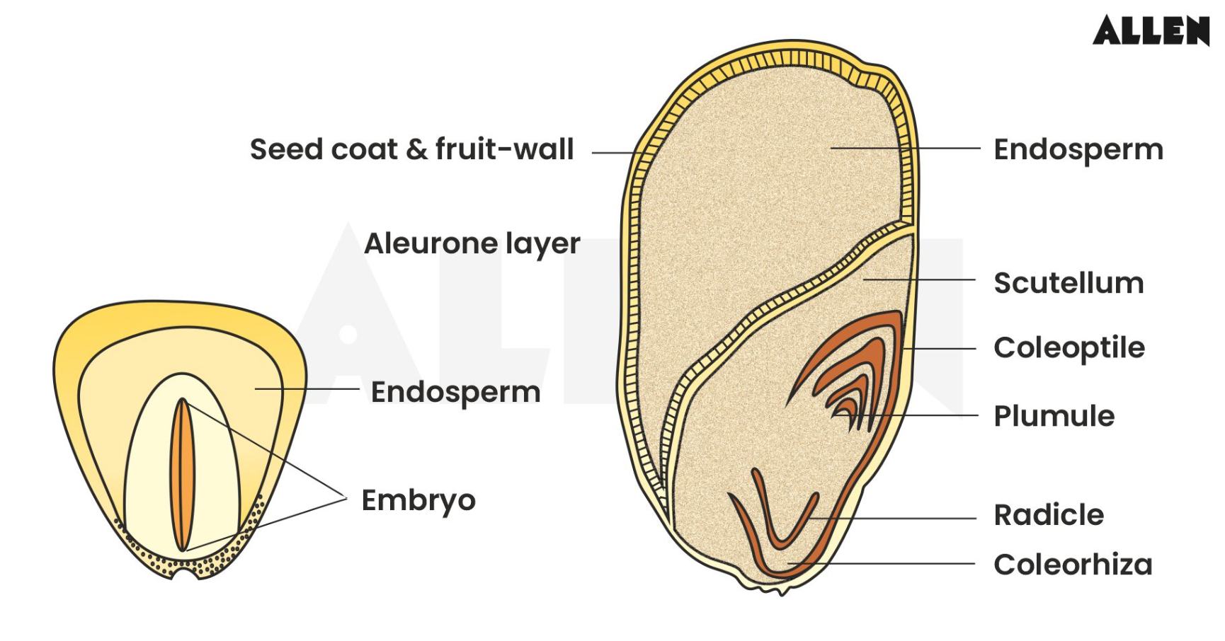 Endosperm: Definition ,Types and Functions