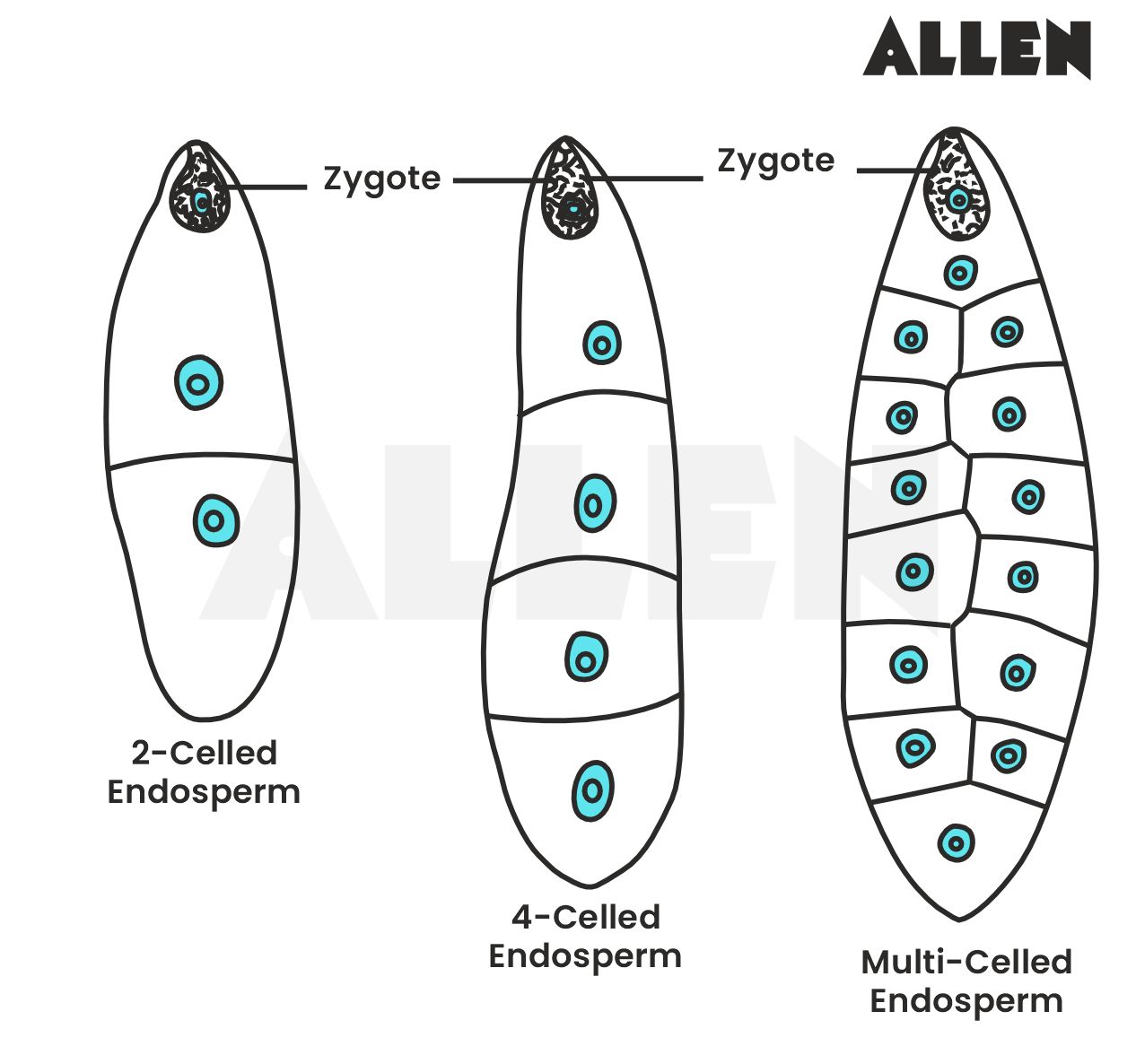 Endosperm Definition Types And Functions 
