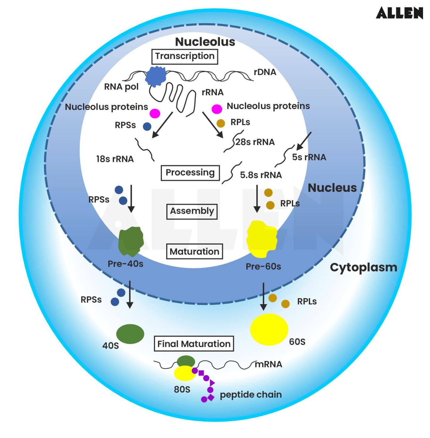 Ribosomal RNA: Types, Transcription and Functions