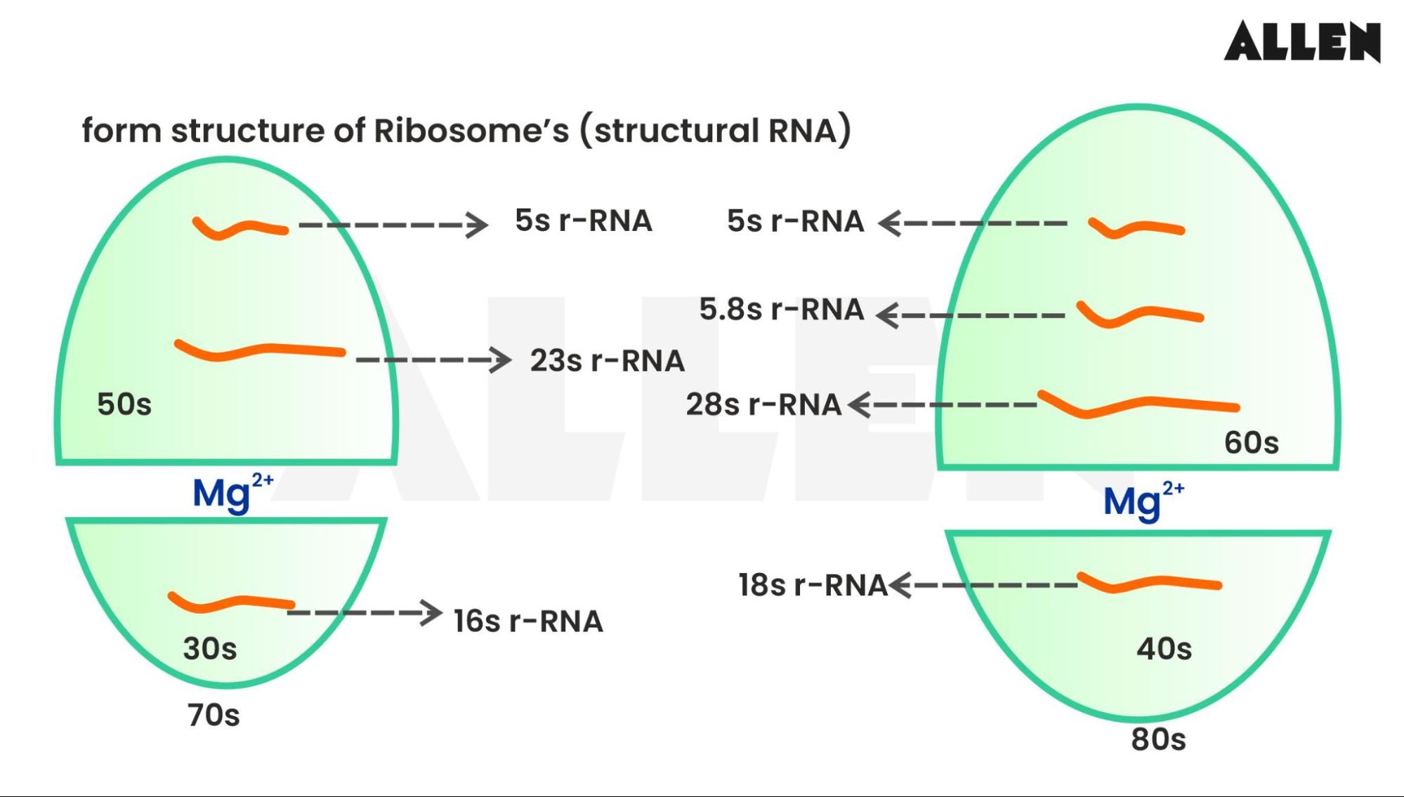 Ribosomal RNA: Types, Transcription and Functions
