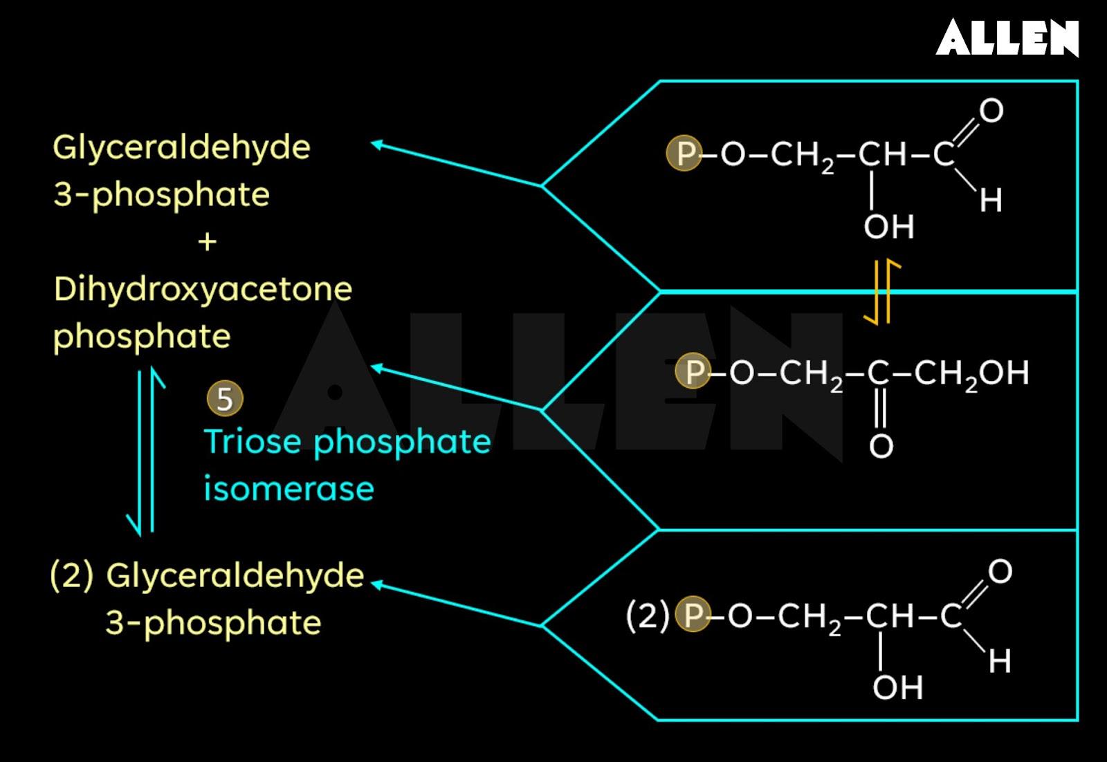 EMP pathway: Steps, Diagram and Significance