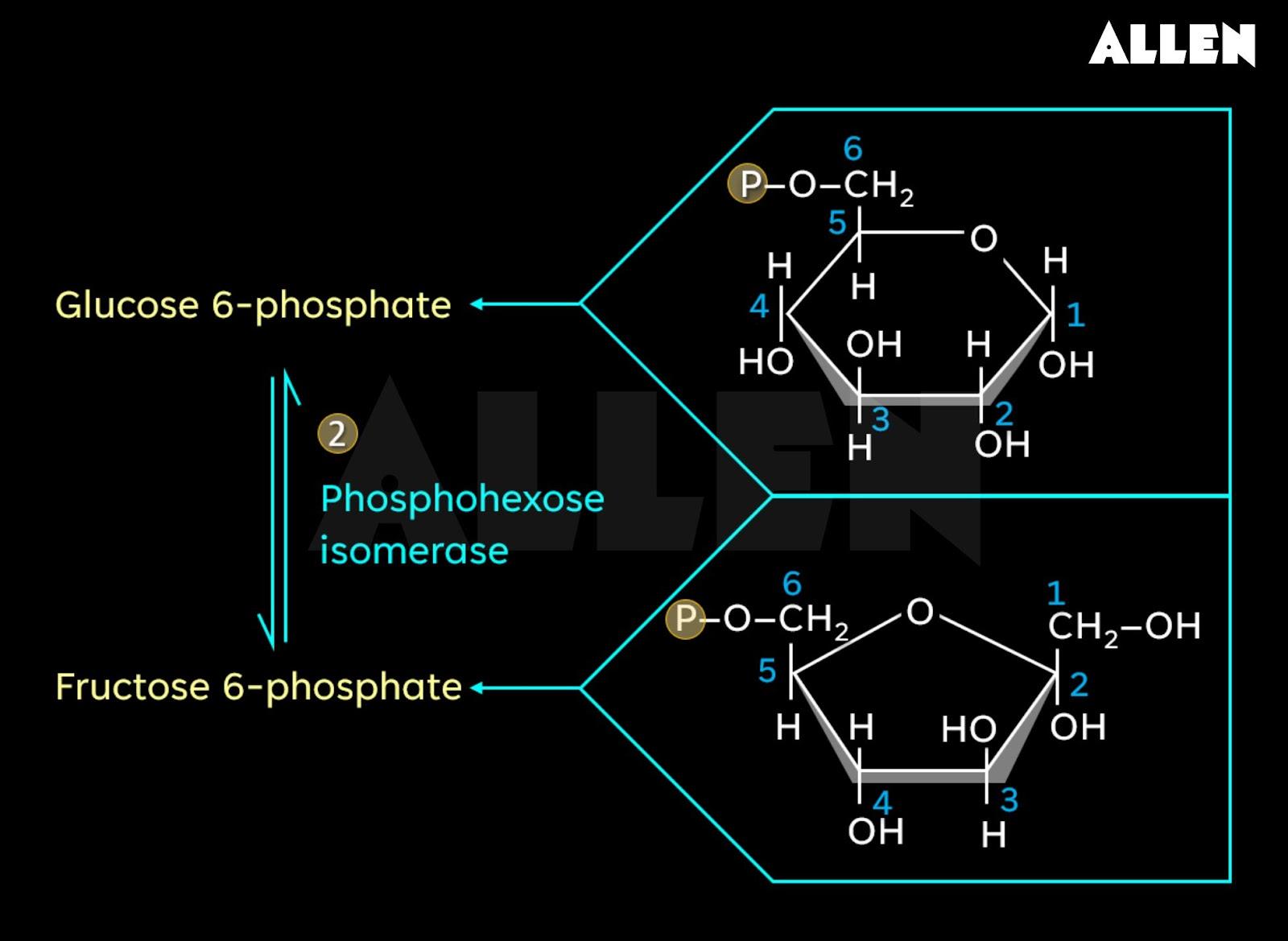 EMP pathway: Steps, Diagram and Significance