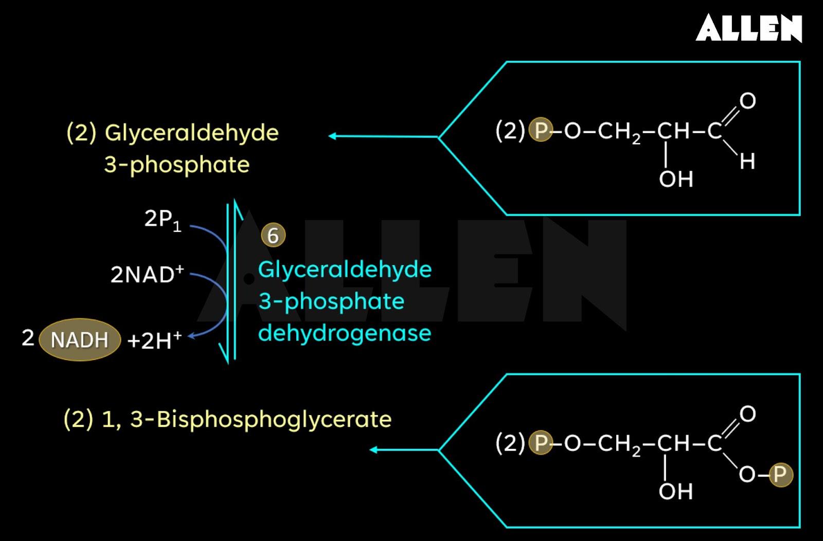 EMP pathway: Steps, Diagram and Significance