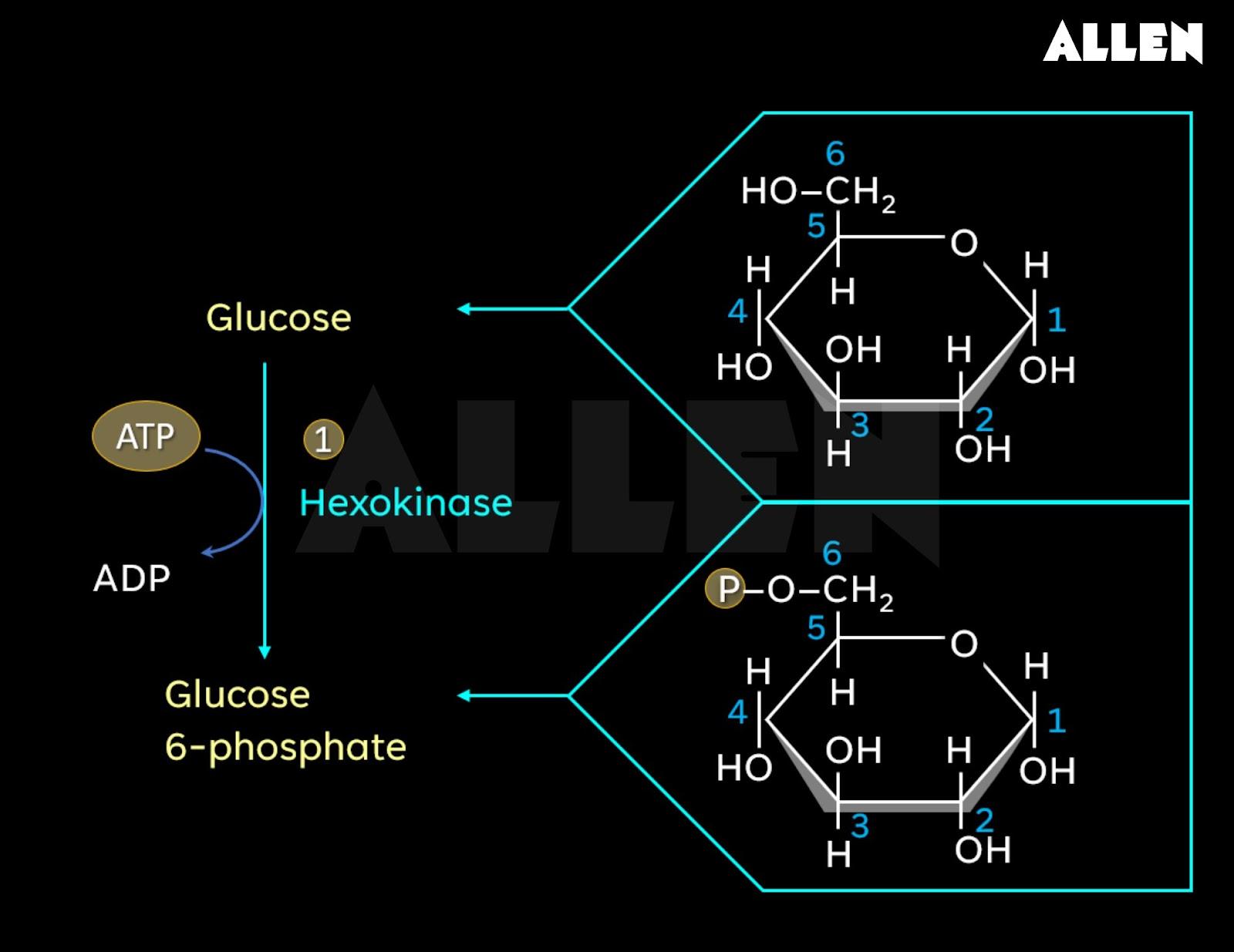 EMP pathway: Steps, Diagram and Significance
