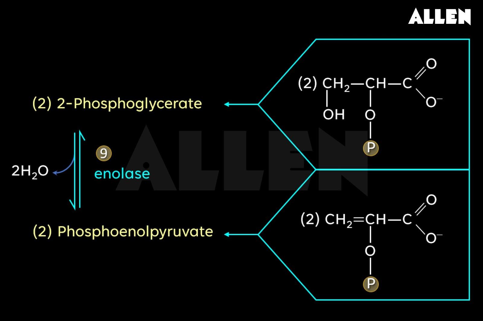 EMP pathway: Steps, Diagram and Significance