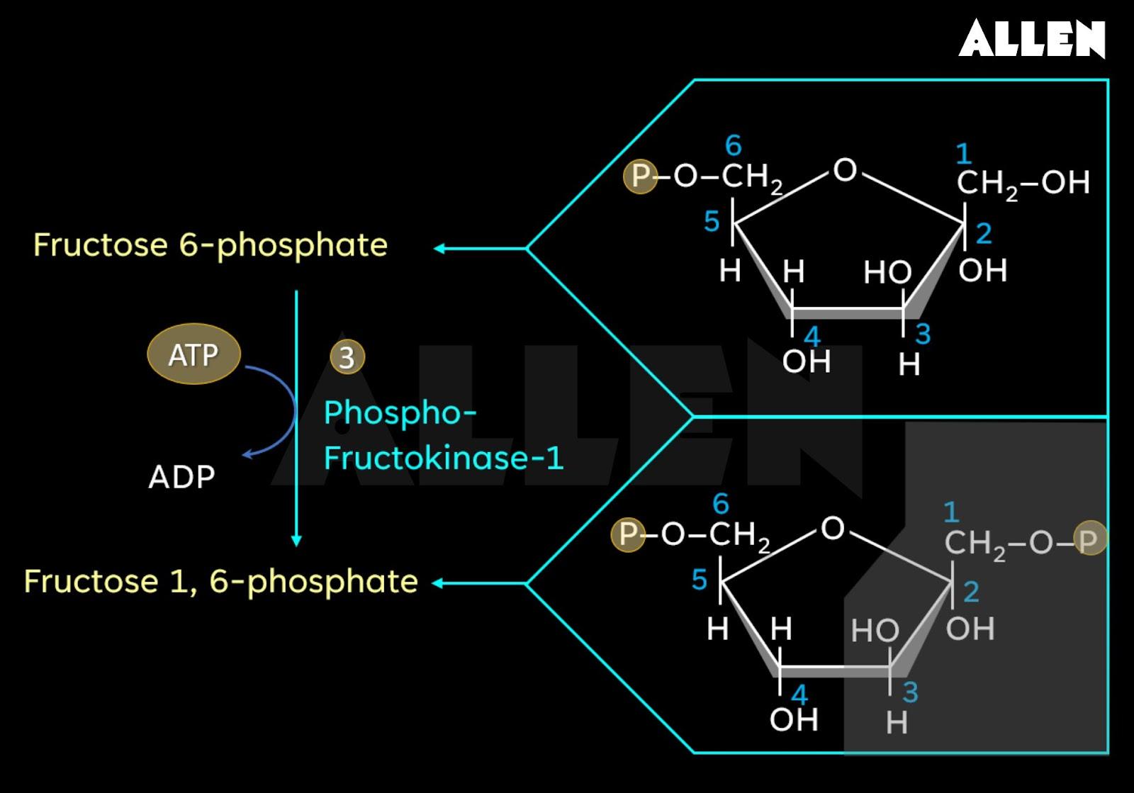 EMP pathway: Steps, Diagram and Significance