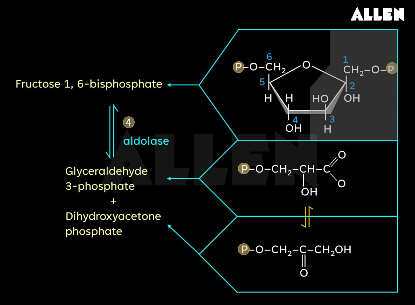 EMP pathway: Steps, Diagram and Significance